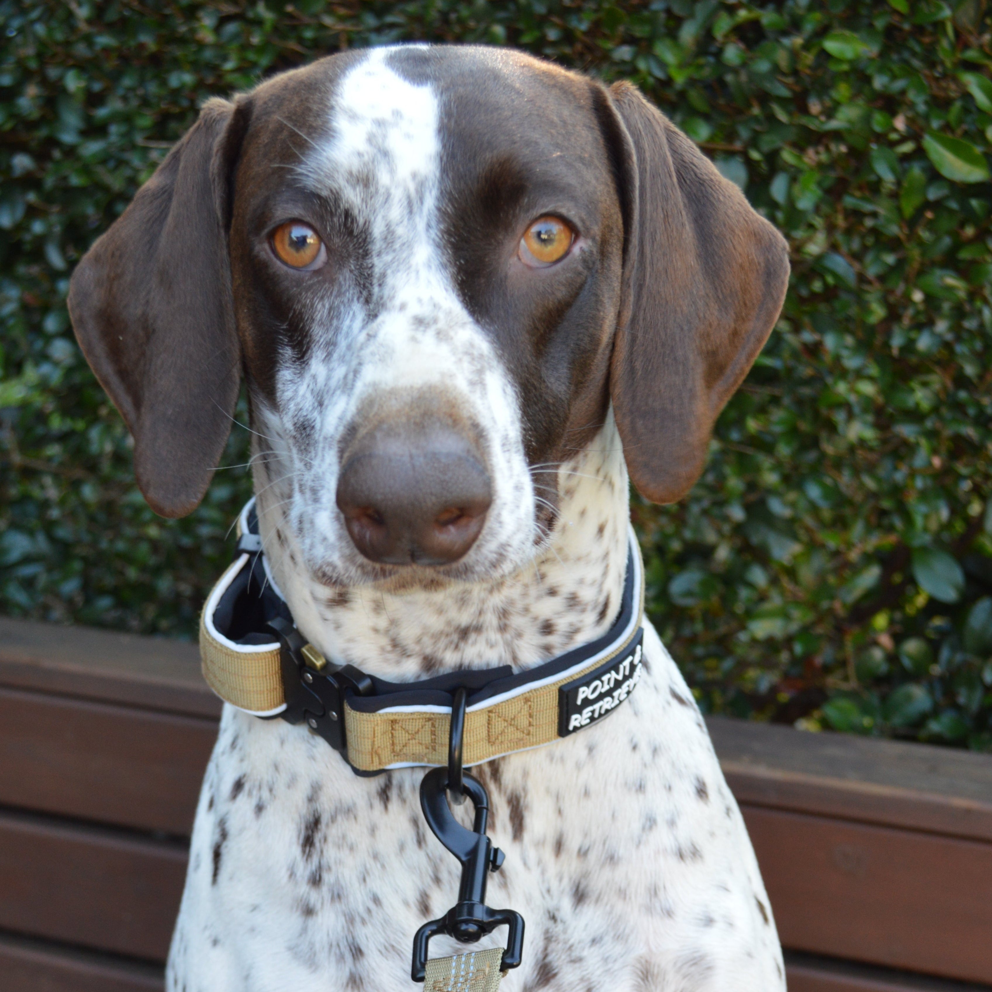 Everyday Adventure Collar - Brown – Point & Retrieve