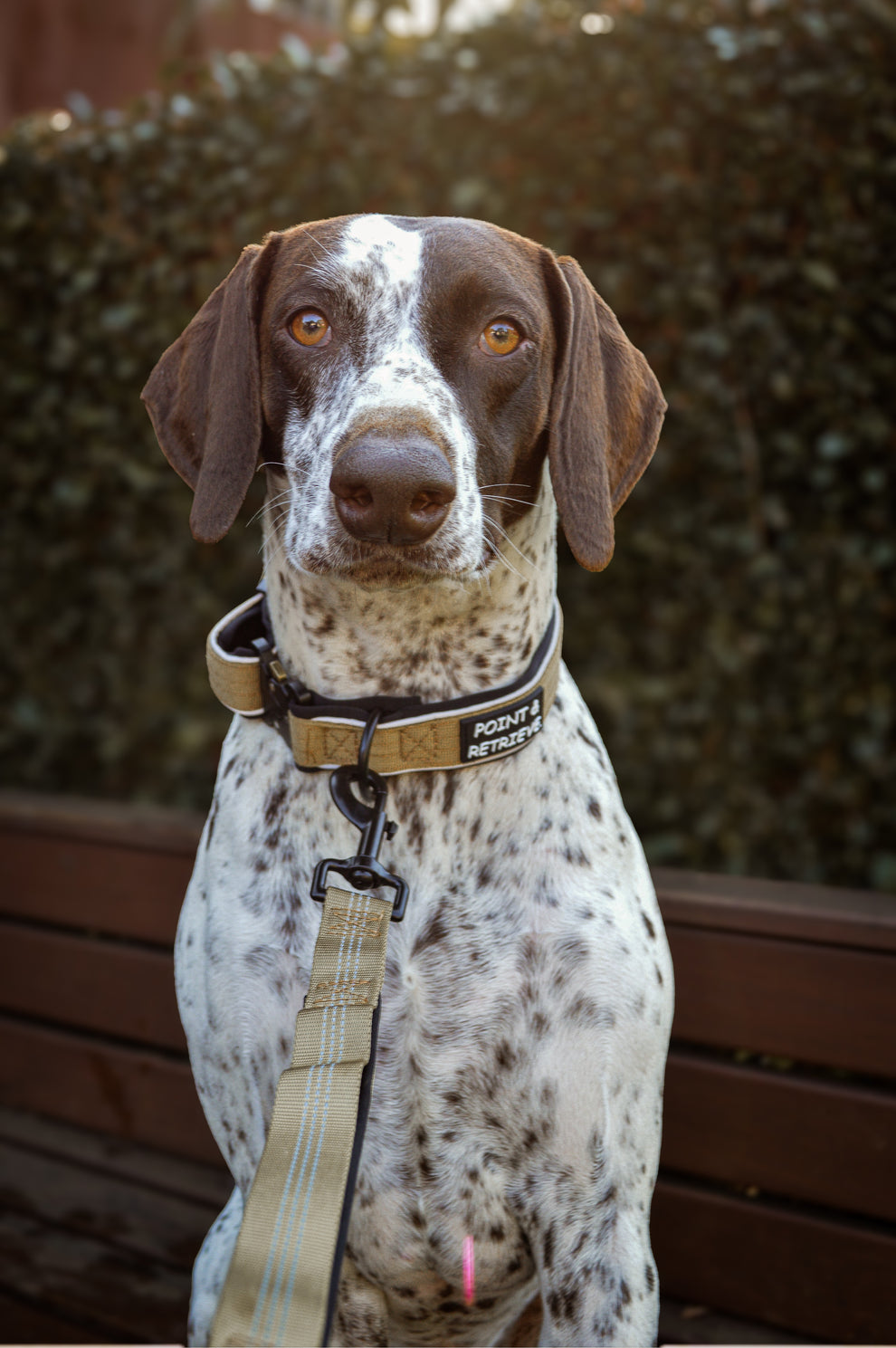 Bungee Lead - Brown – Point & Retrieve